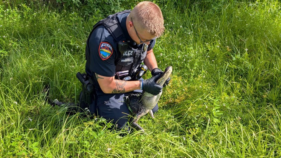 Alligator gets ‘warning’ for loitering near Florida homes
