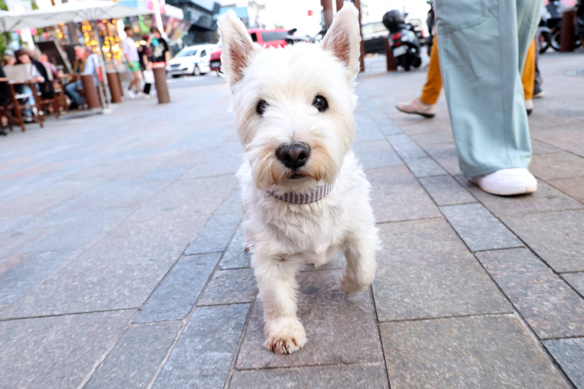 The most dog-friendly cities in the world