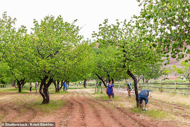 Tourists at Utah's historic orchards are left bitterly disappointed by ...