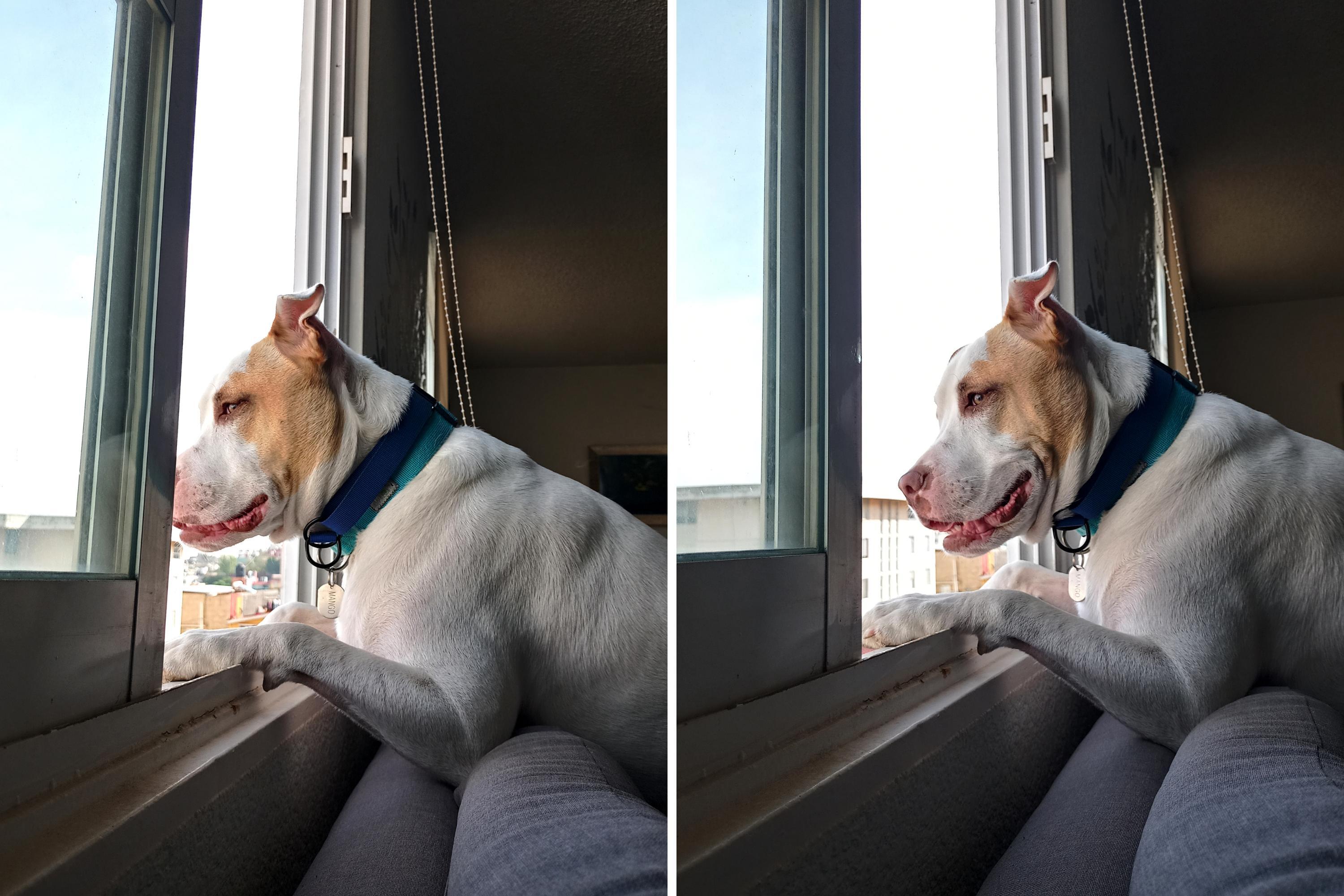 Owners train dog not to bark at window—jaws drop at what she does instead