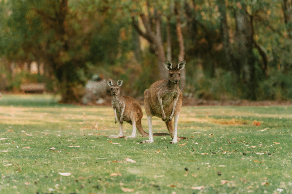 Employee Error Leads to Kangaroo Escape at Texas Animal Center