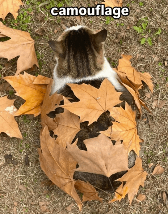 'I cleaned the litter box for you': Funniest cat memes for feline ...