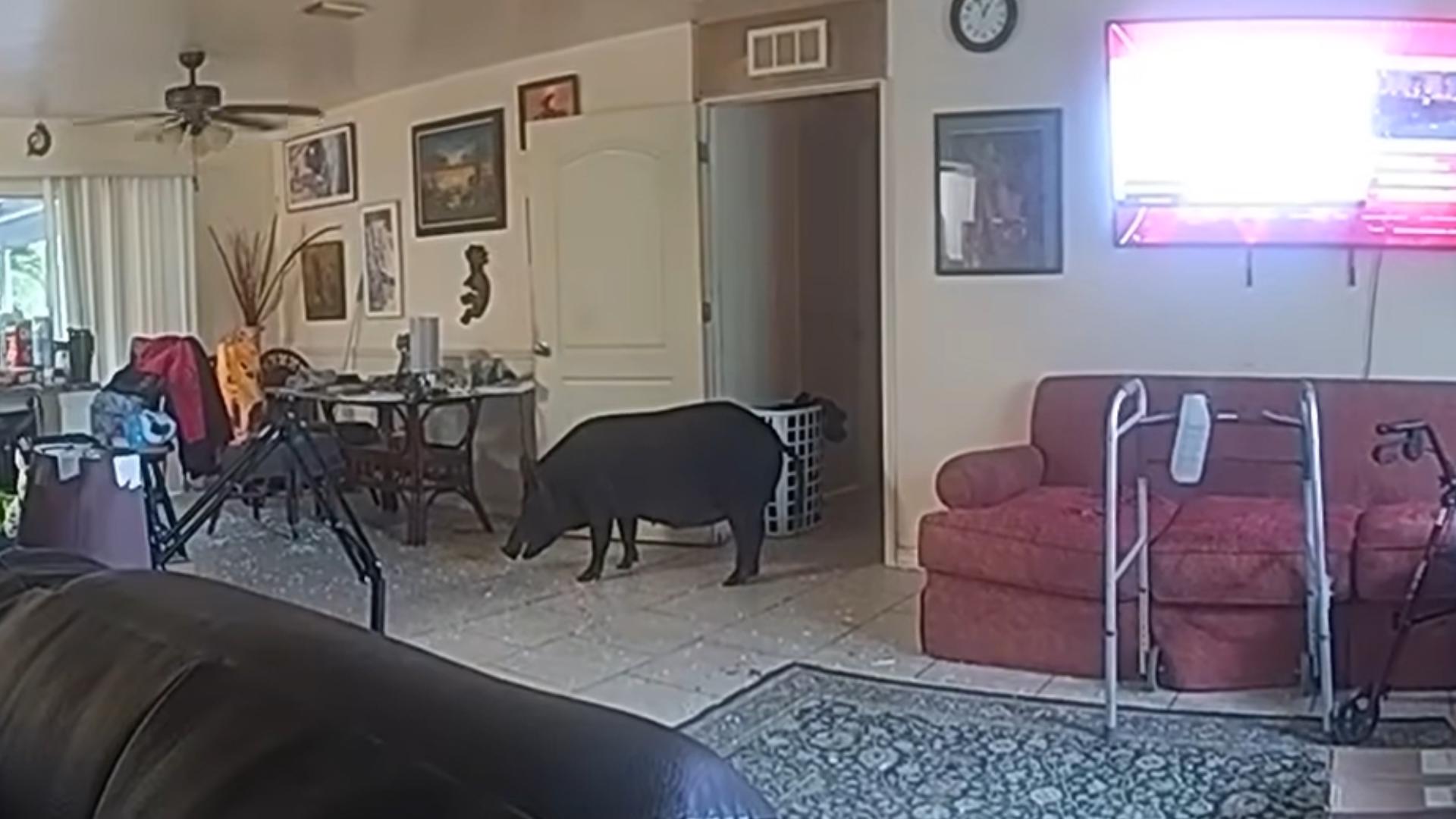 VIDEO: Wild boar breaks into a home in Lee County, Florida