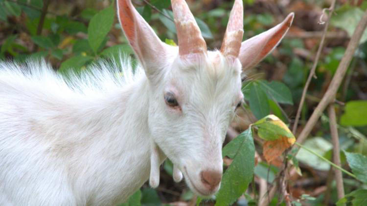Brentwood deploys invasive plant clean-up crew: Goats
