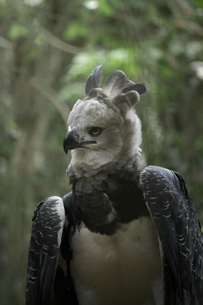 10 Of The Coolest Types Of Birds