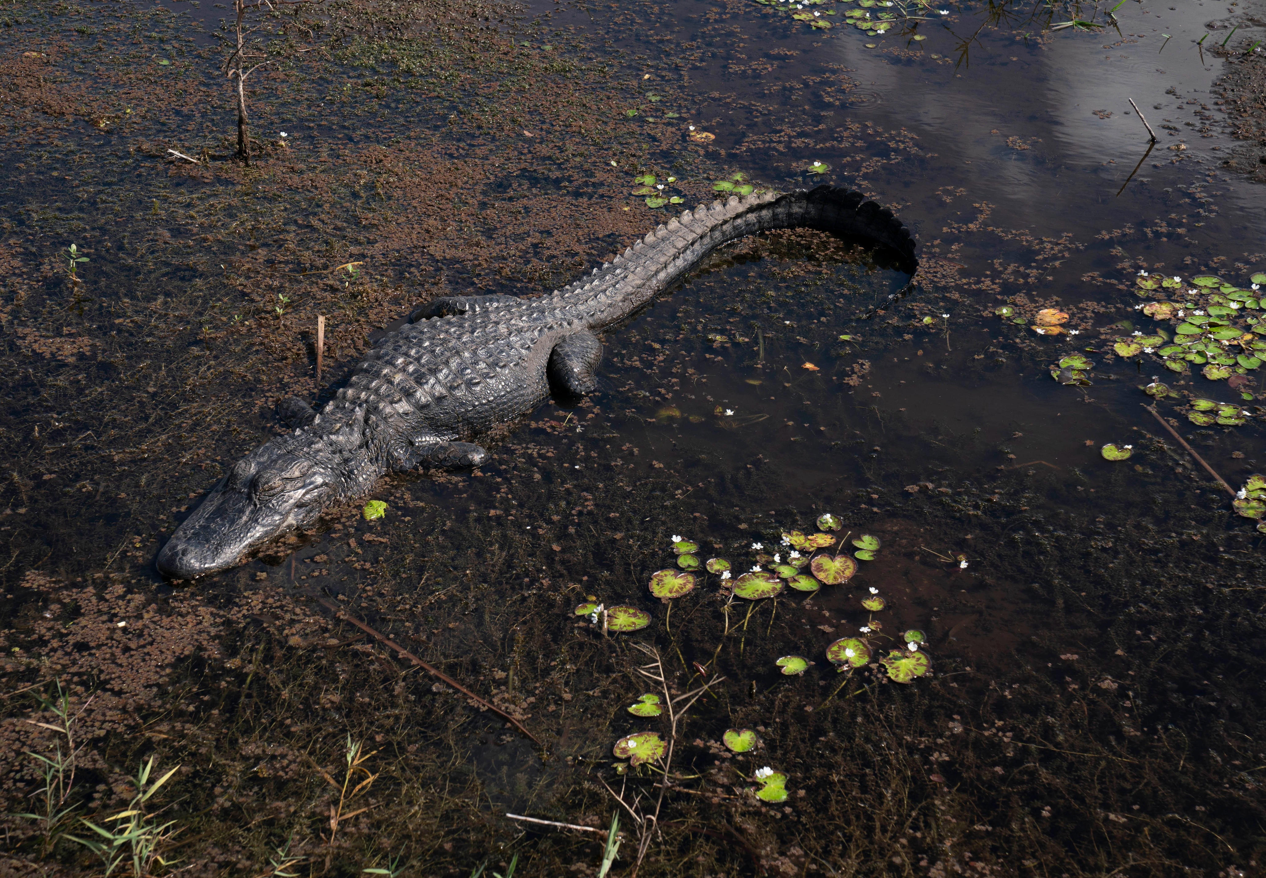 World Atlas says these five Louisiana spots are the most alligator ...