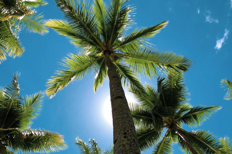 10 Uses of Coconut Trees: From Coconut Water to Coir Umbrellas