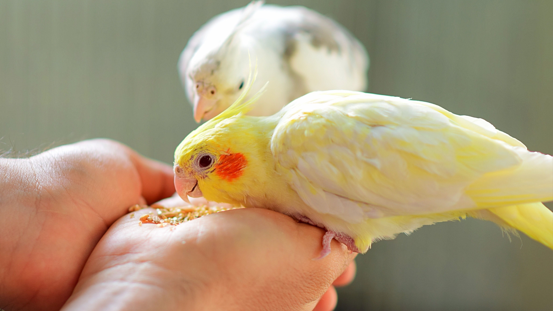 Everyday Foods That Are Harmful To Birds