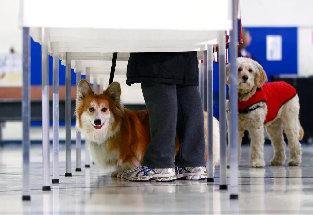A dog’s vote was counted in California election. Its owner now faces ...