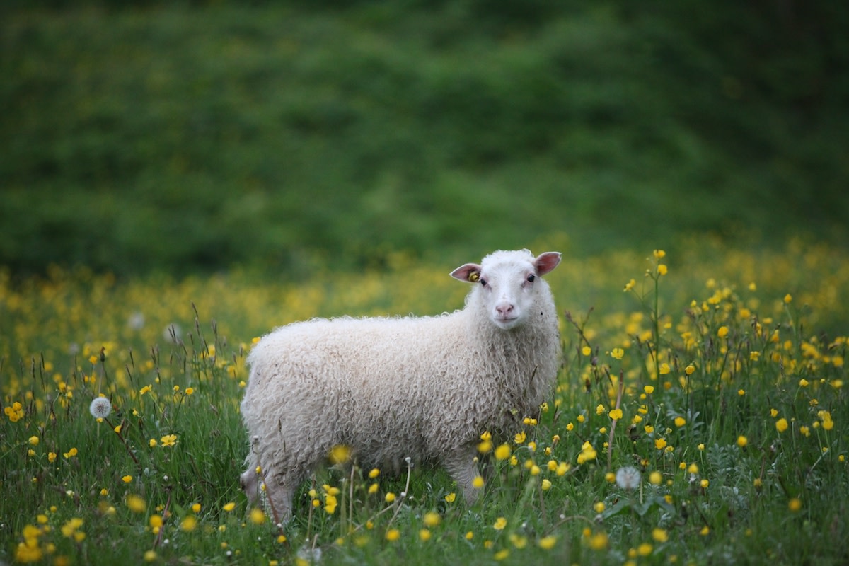 Disabled Sheep Walking Down the Aisle at Her Parents' Wedding Has ...