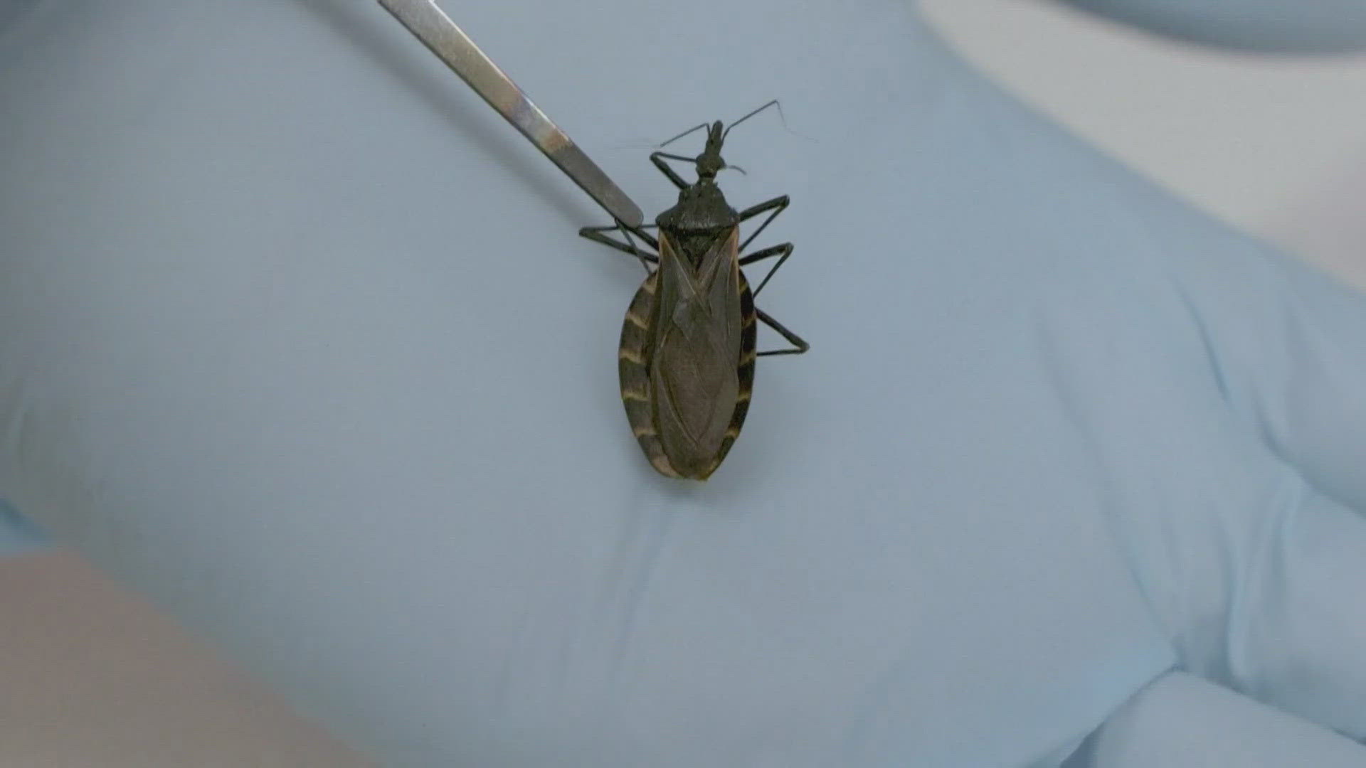 CDC warns of deadly bug disease that has been reported in Arkansas