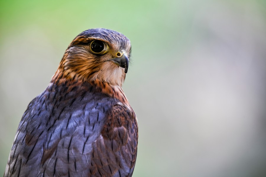 Rare merlin set to soar in Roanoke, aided by wildlife center