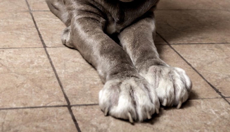 Bentonville hosts PJs & Paws ‘foster sleepover’