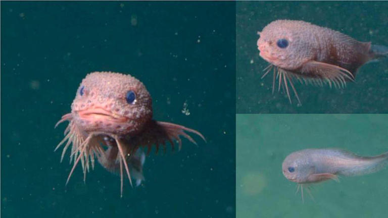 ‘Smiling' Bumpy Snailfish Proves That Not All Deep-Sea Creatures Are Scary