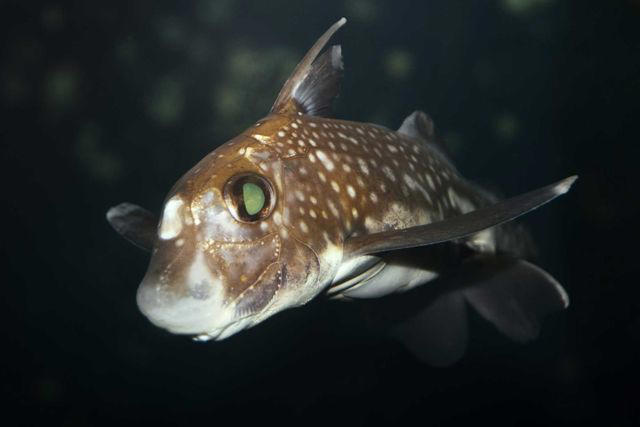 Ghost Sharks Grow Teeth Out of Their Foreheads for Sex, Groundbreaking ...