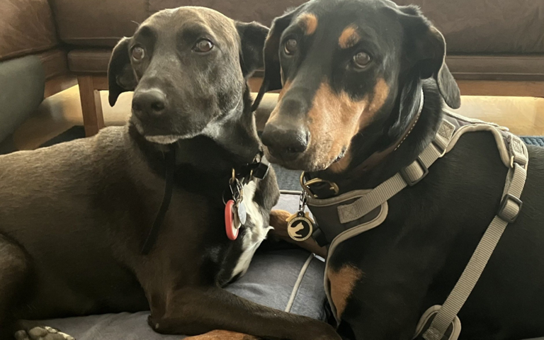 Possible dognapper arrested in East Bay park, dogs recovered safely