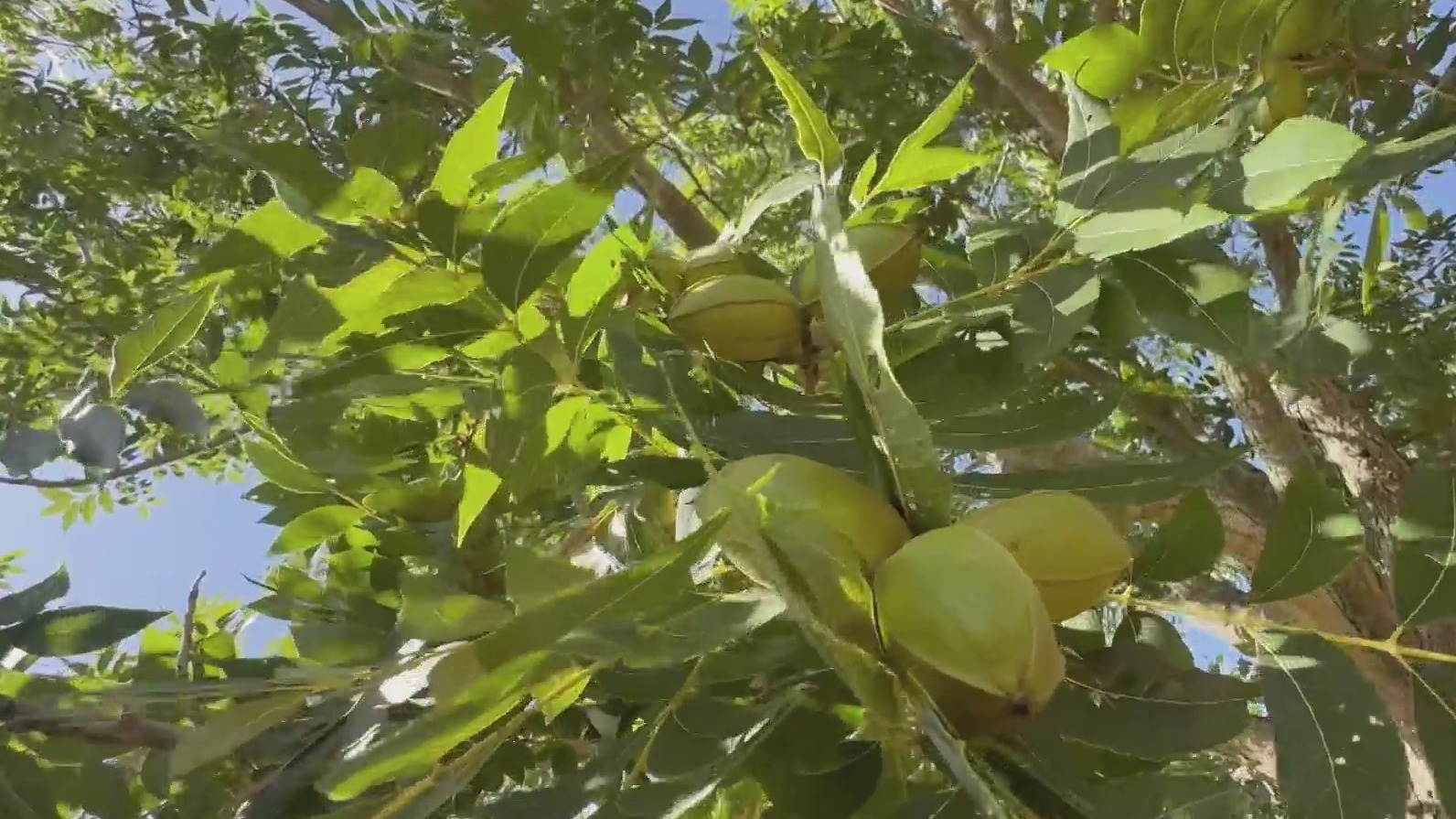 First-gen farmer achieves record growth by turning to science