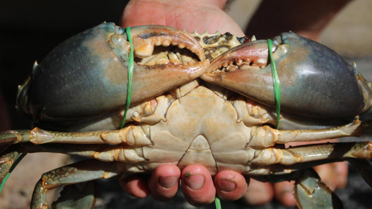 Nintendo Direct Announced For This Friday On Eve of Super Mario Bros ...