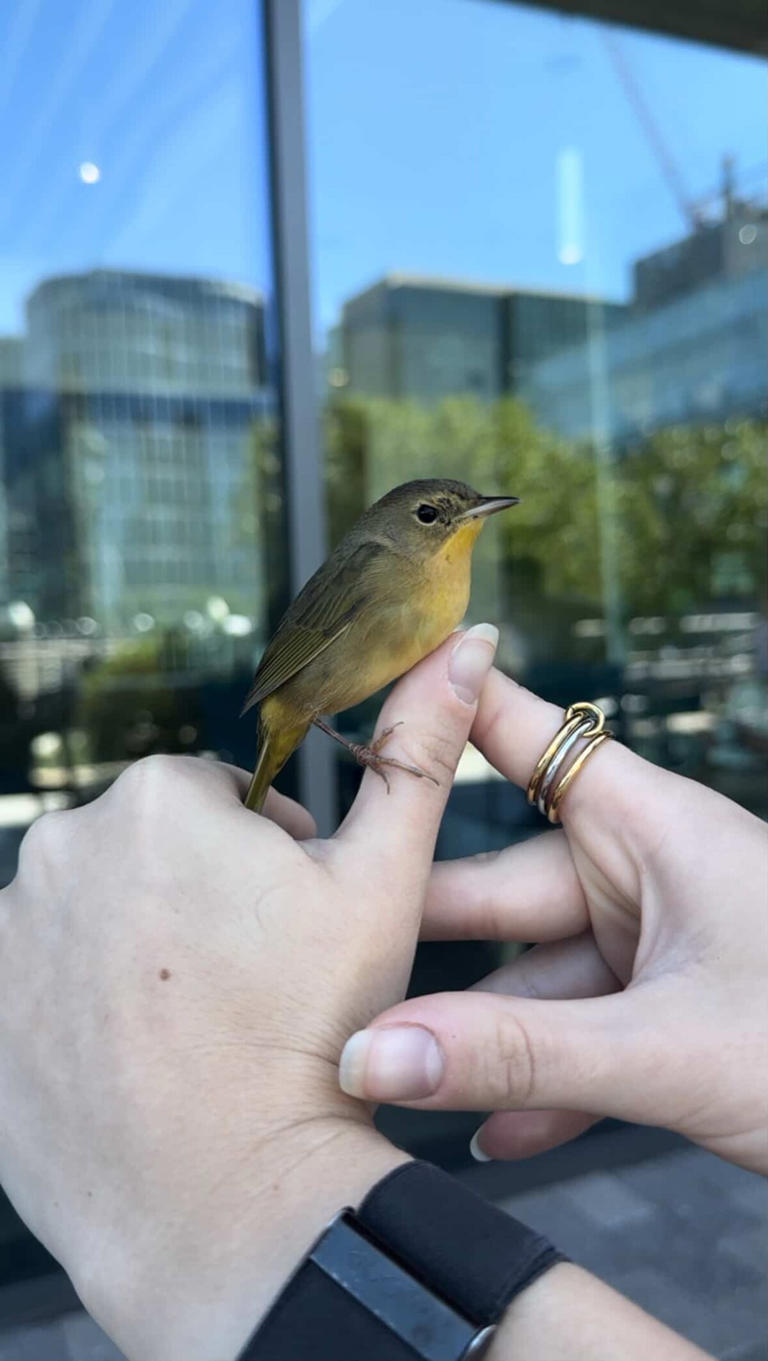 Woman In Tears On Her Birthday Gets The Sweetest Visit From A Random Bird