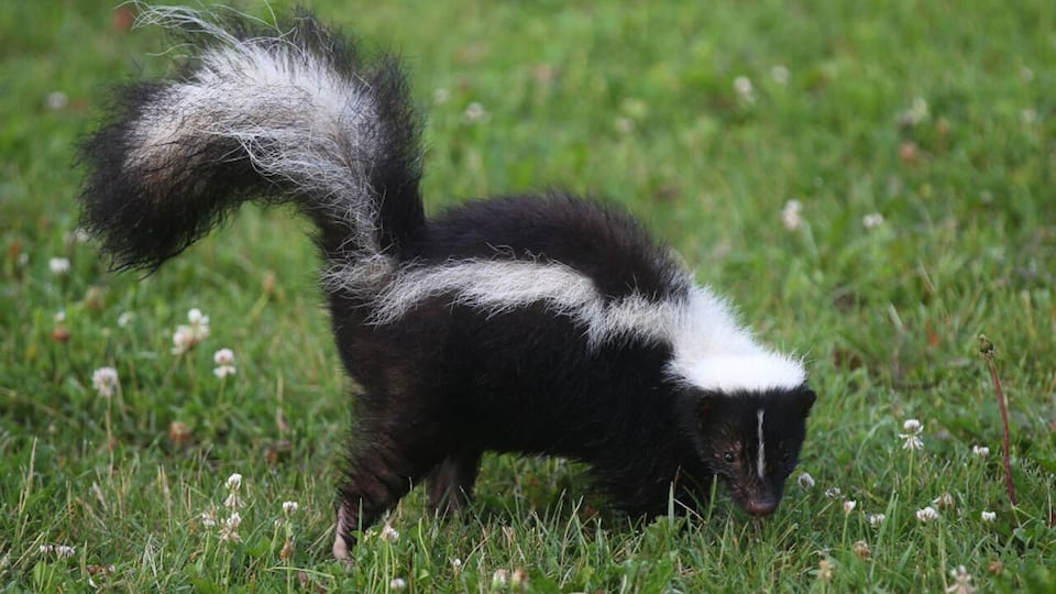 Skunk tests positive for rabies in northeast Georgia