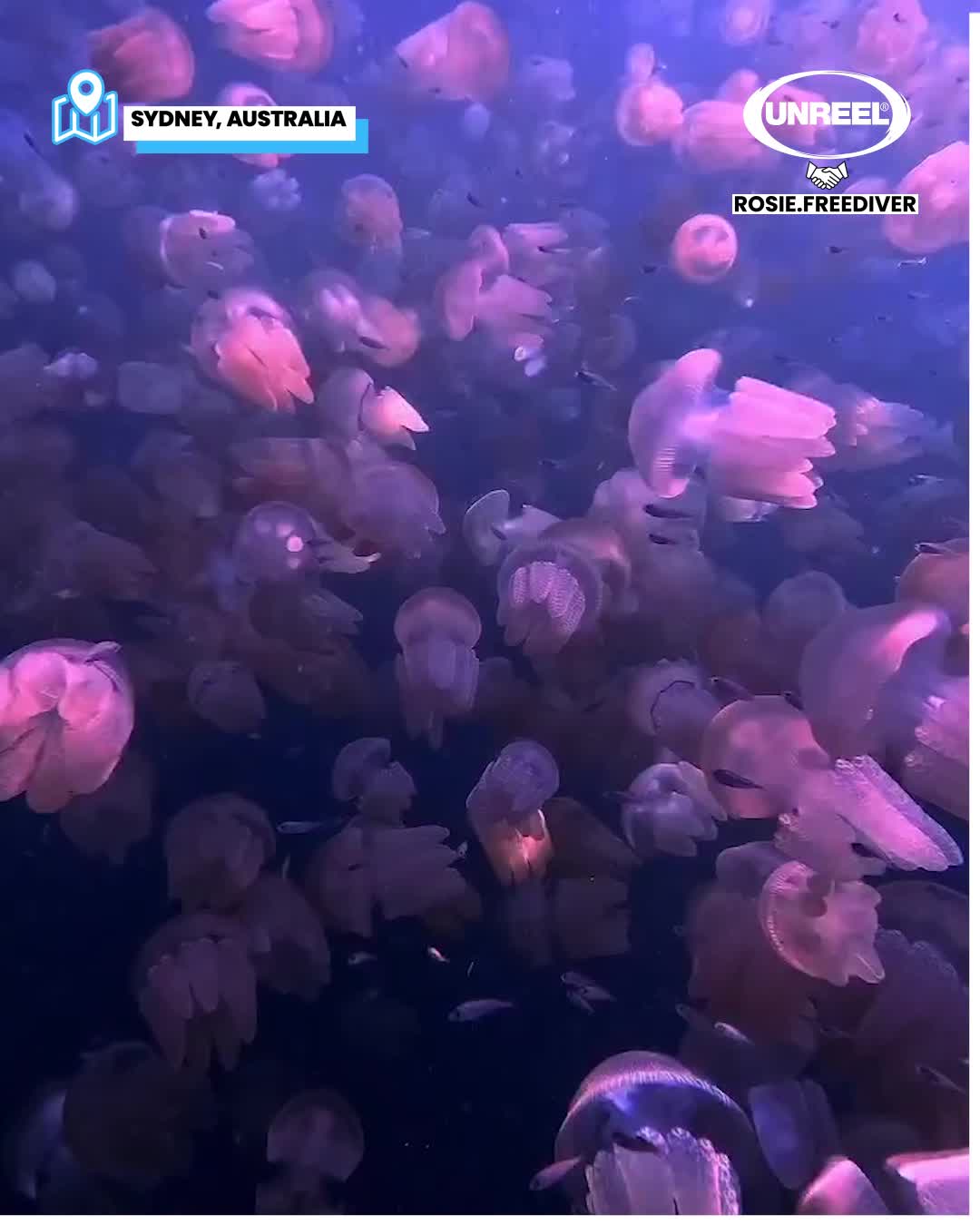 From boardrooms to blue waters: Discover stress relief through freediving!