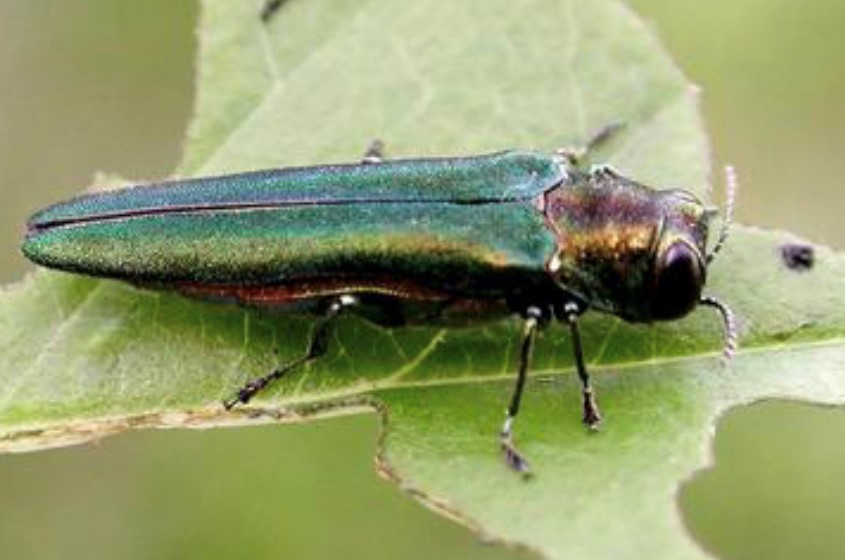 ‘Especially concerning’: Invasive emerald ash borer spotted in 3 more ...