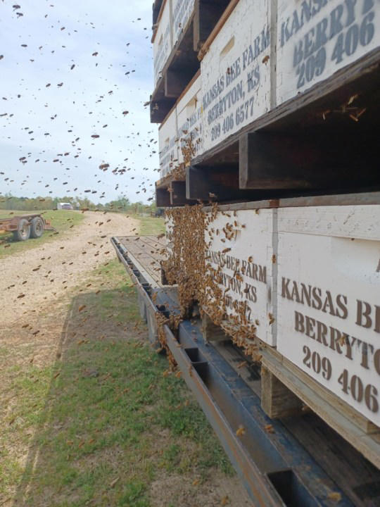 Topeka beekeepers found first Kansas Honey Festival