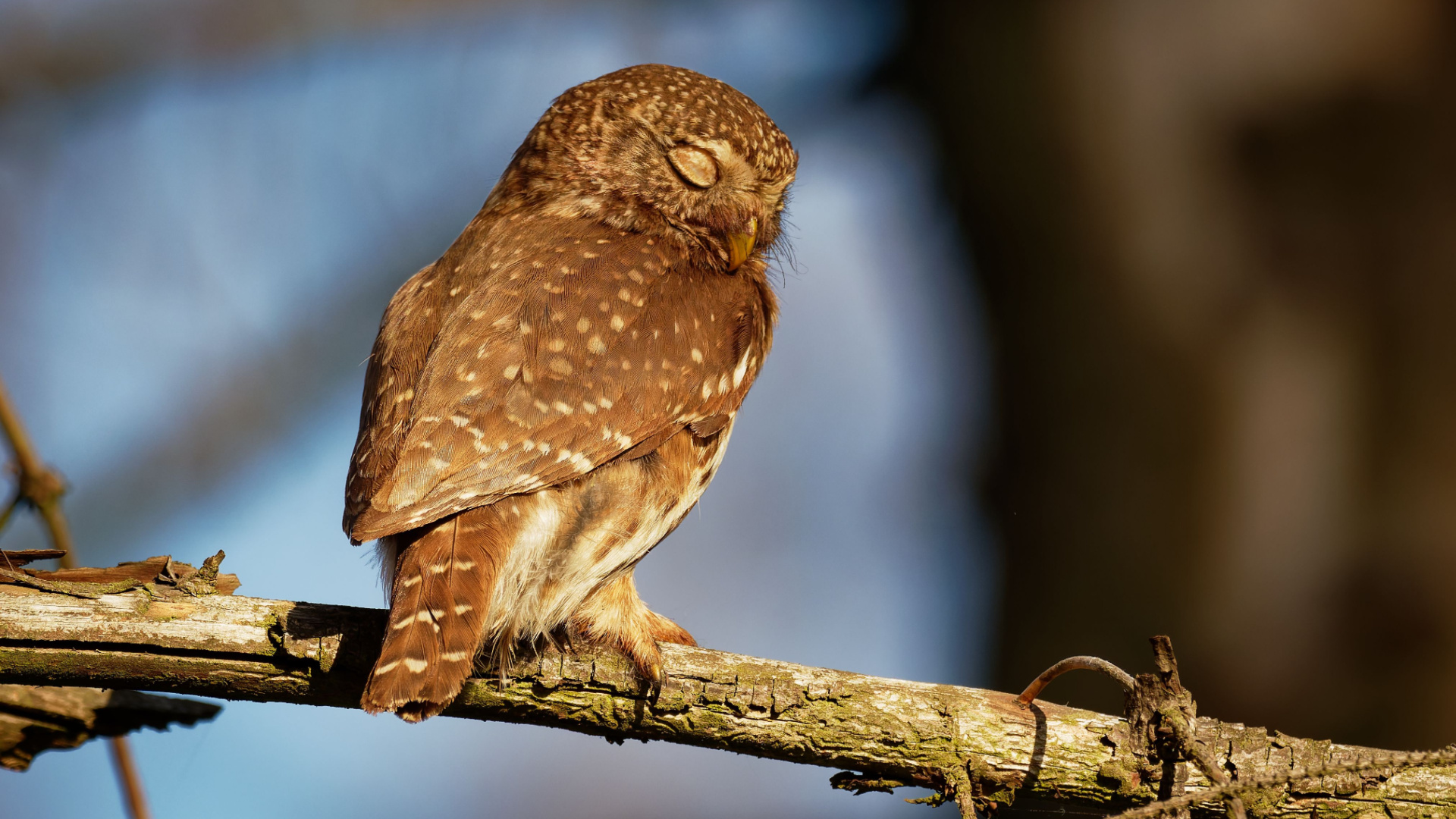 Where Do Birds Sleep At Night?