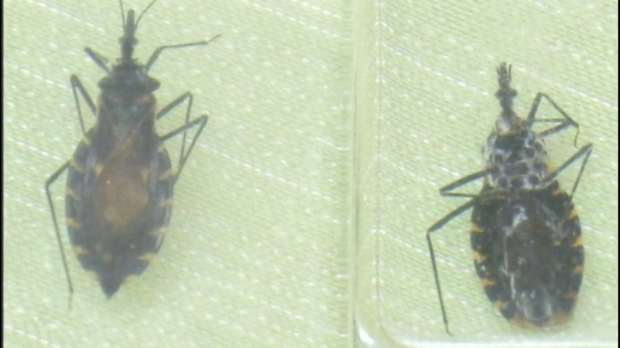 Deadly kissing bug found in Georgia and South Carolina
