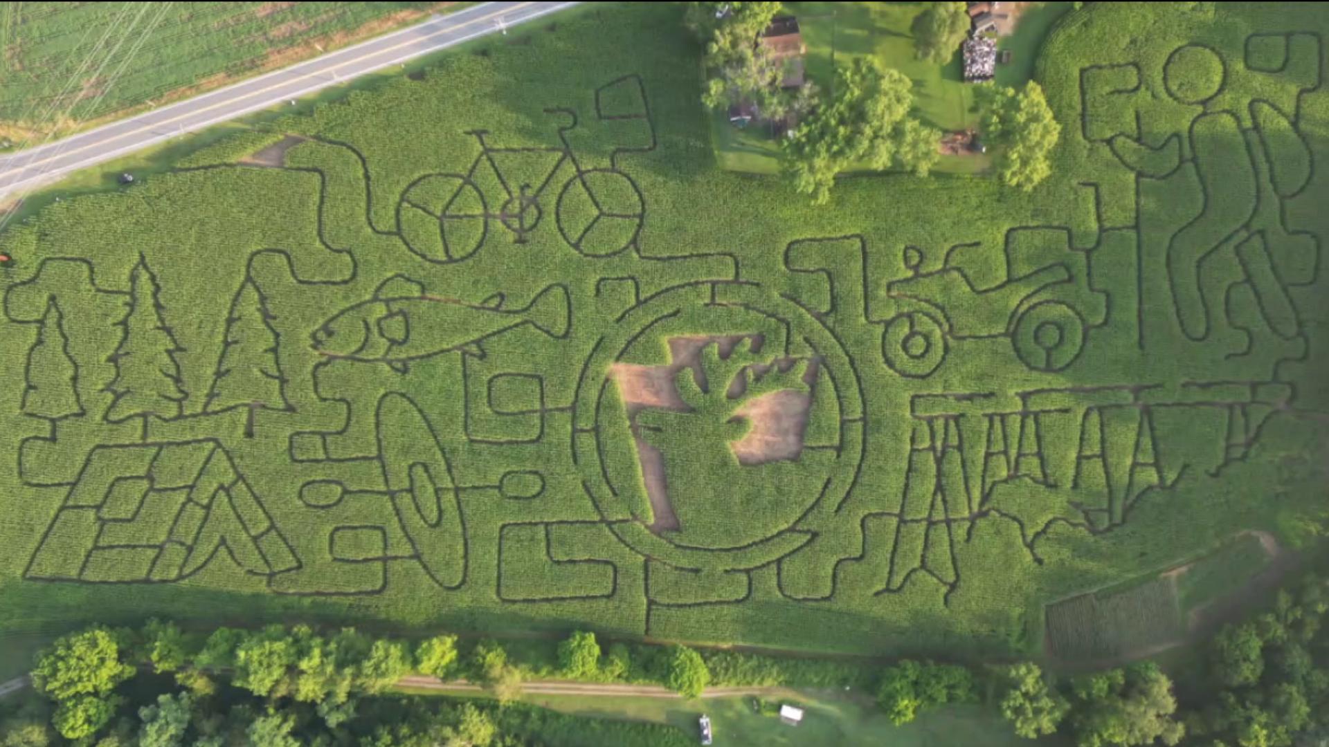 Twist and turn through this thick 19-acre corn maze in Clinton County