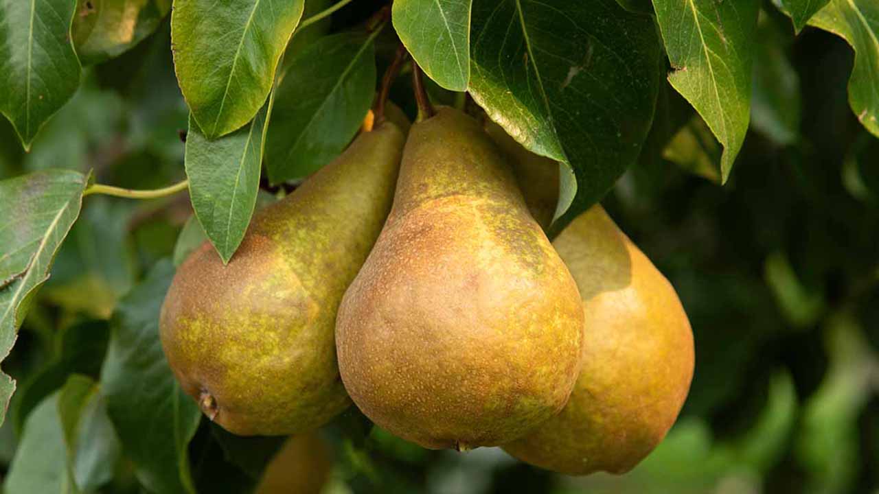 9 Of The Best Fruit Trees That Tolerate Cold Climates