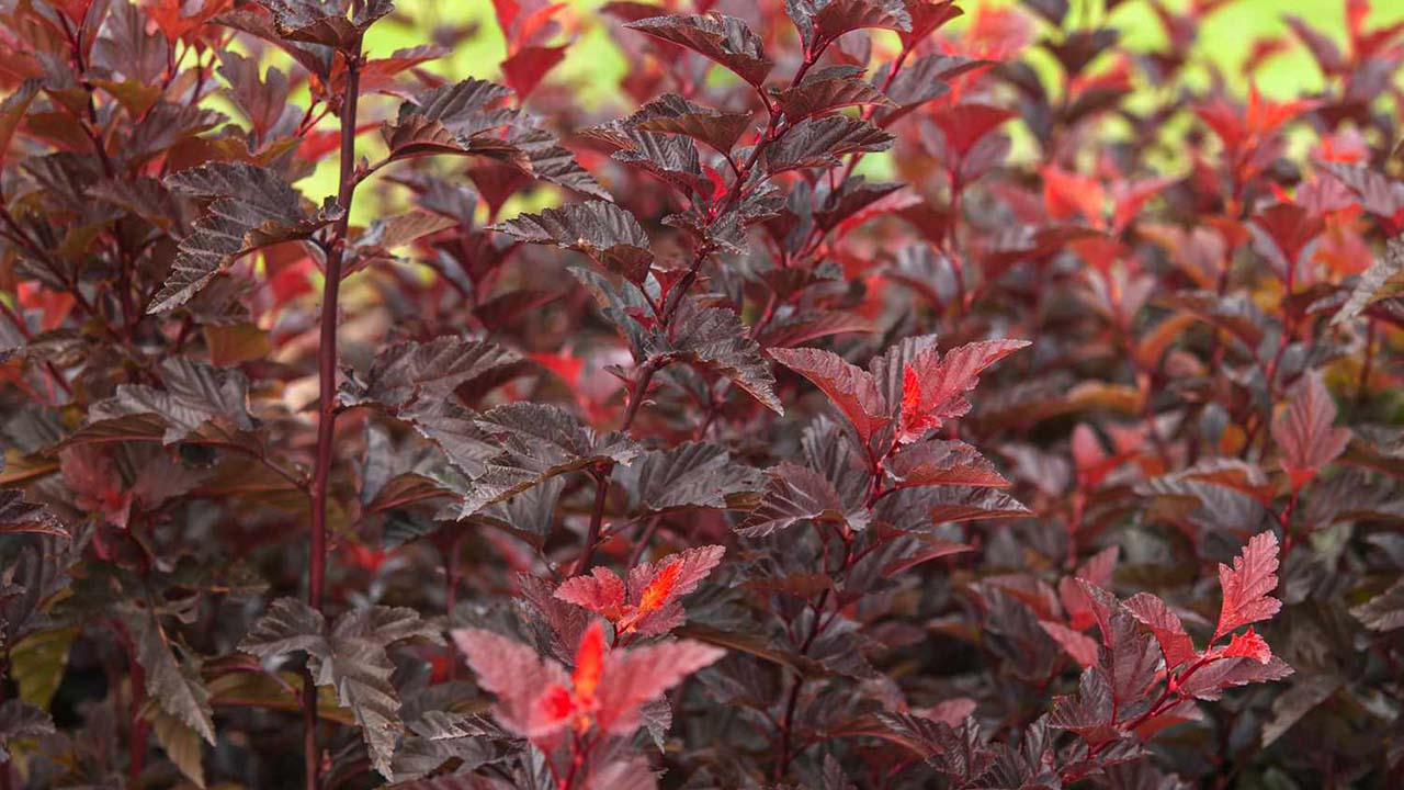 10 Shrubs & Bushes To Plant In August With The Best Fall Colors