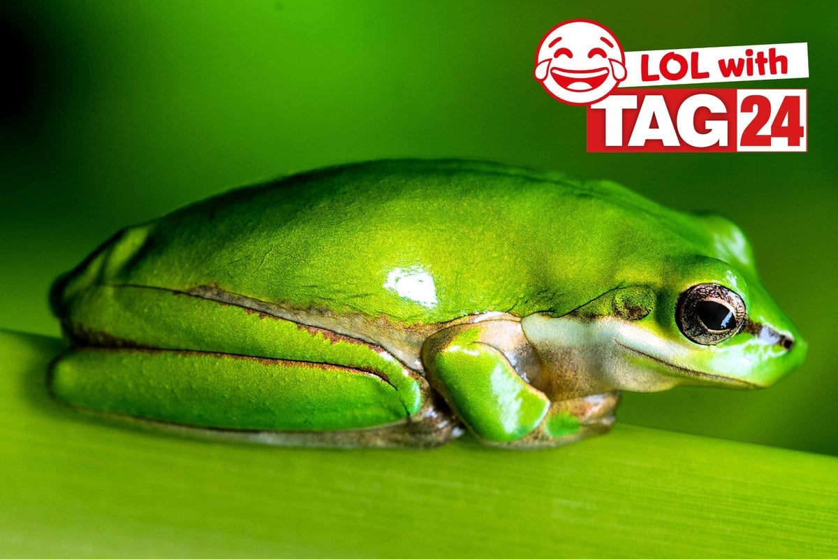 Joke of the Day for September 10, 2025: A frog funny to make you leap ...