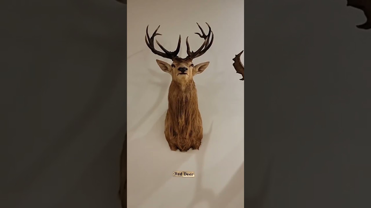 The Hunt for Exotic Free Range Game