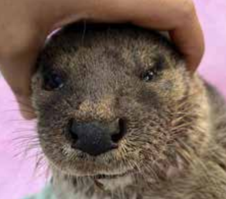 ‘Elusive' creature found on rural road in India marks first-of-its-kind ...