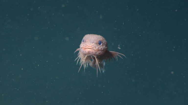 Three new species of deep-sea snailfish discovered off California coast