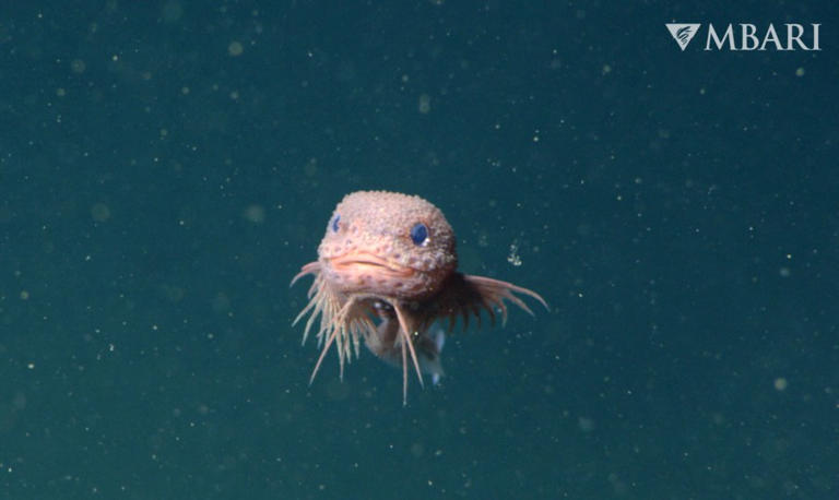 Is that an axolotl? New species discovered by MBARI deep sea researchers
