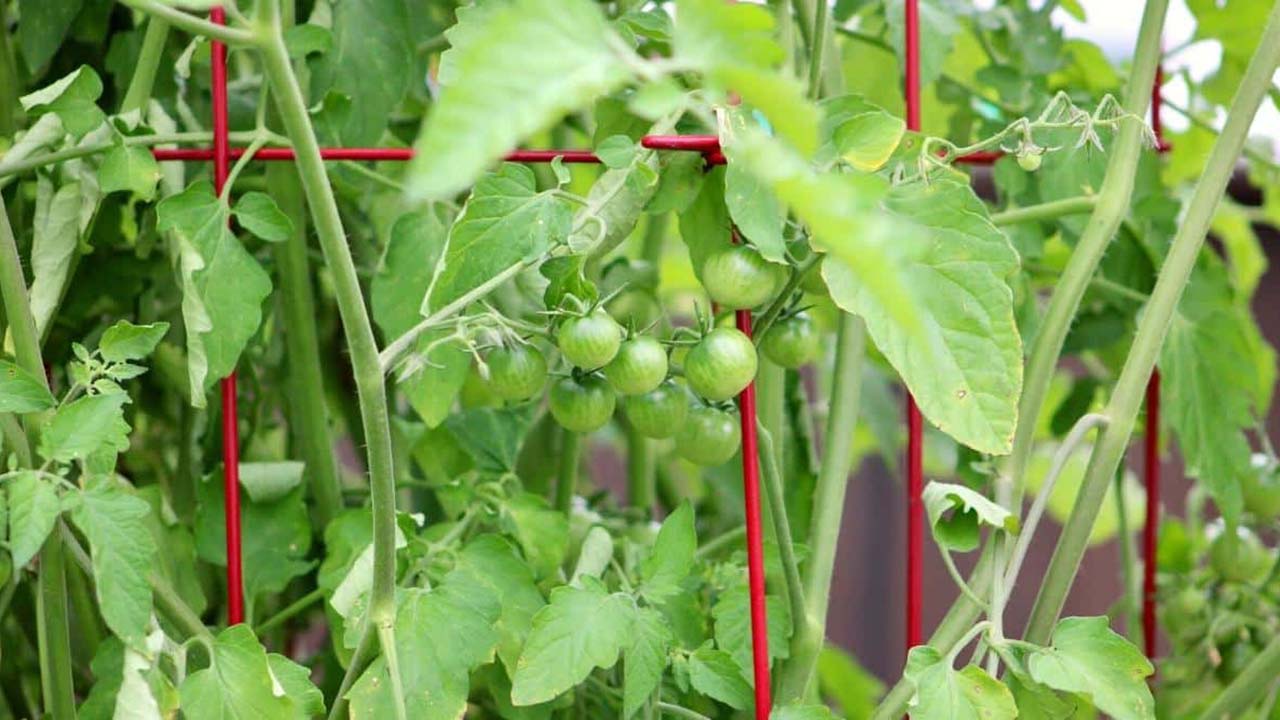 7 Vegetables That Can Grow On A Trellis