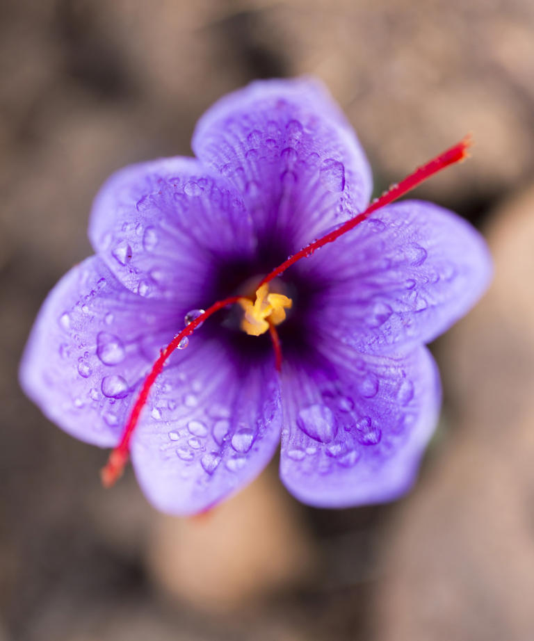 Growing the world's most expensive spice in a pot is easier than you'd ...