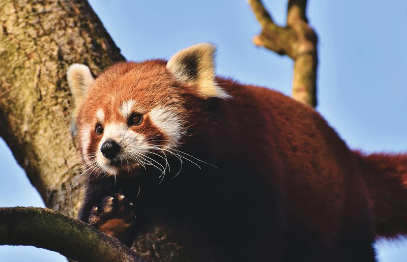 12 Wild Animals Famous For Being Gentle And Kind