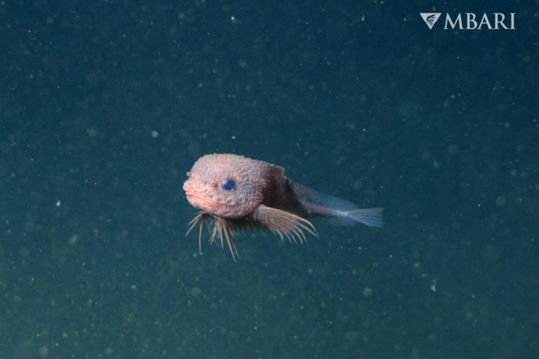 Is that an axolotl? New species discovered by MBARI deep sea researchers