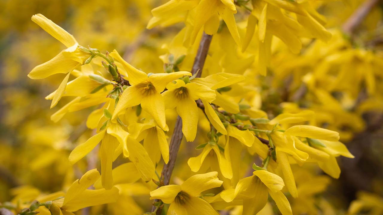 9 Shrubs That Bloom All Through The Spring Season