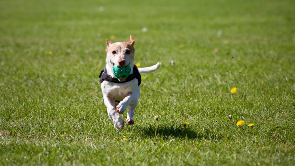 Study reveals dogs harder to train since COVID pandemic