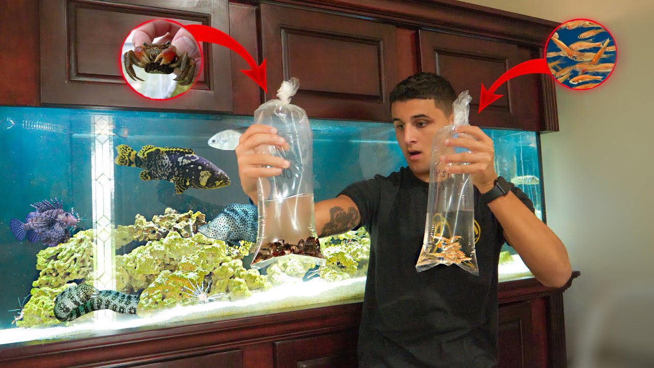 I fed my fish red claw crabs! 🦀🐟