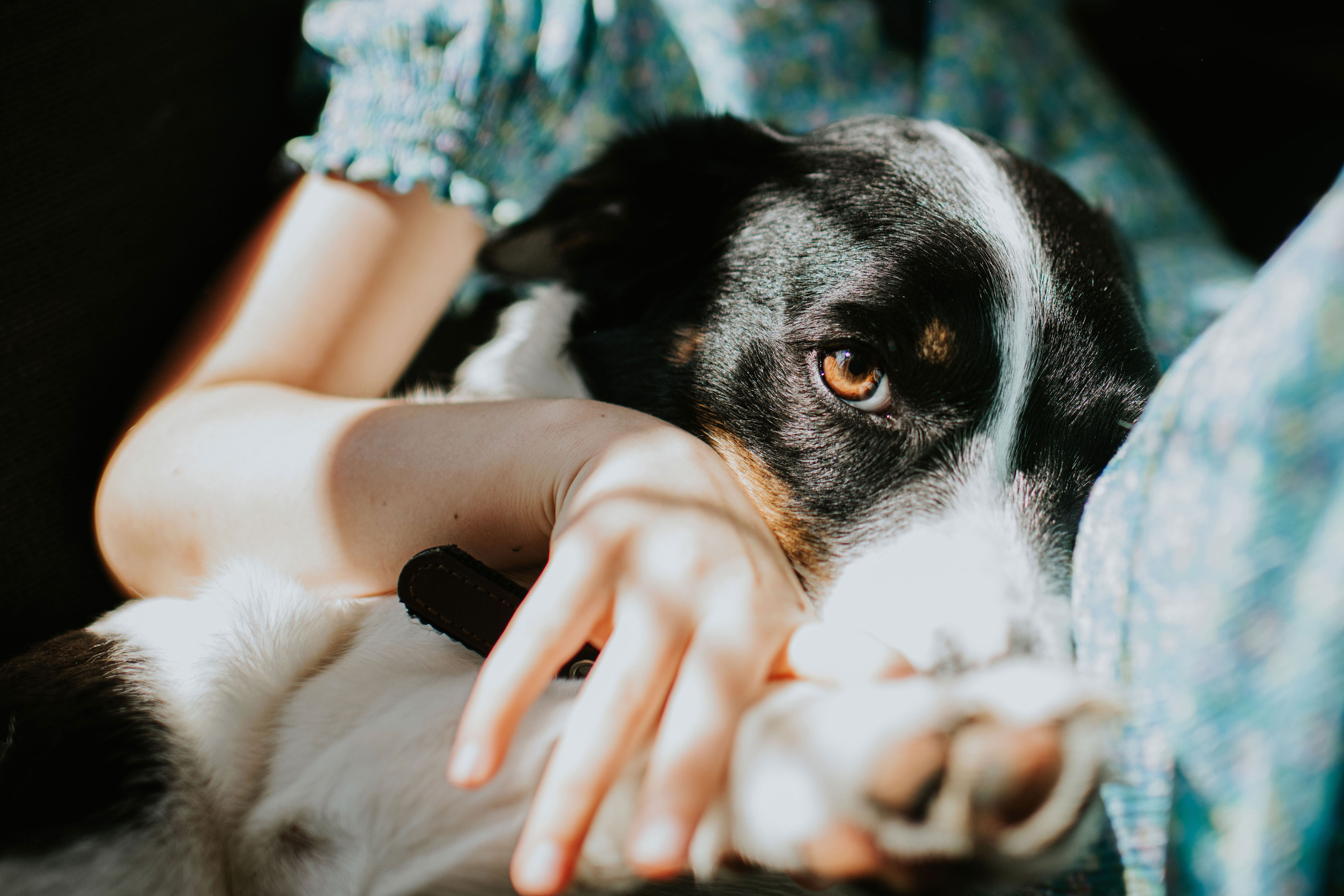 Pandemic pups: The COVID era changed dogs too
