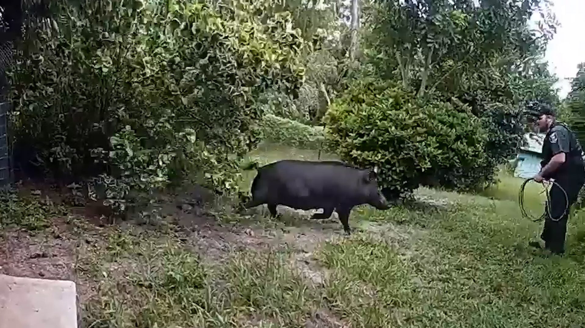 Wild 'boar-glar' breaks into home: See the chaotic chase with deputies.