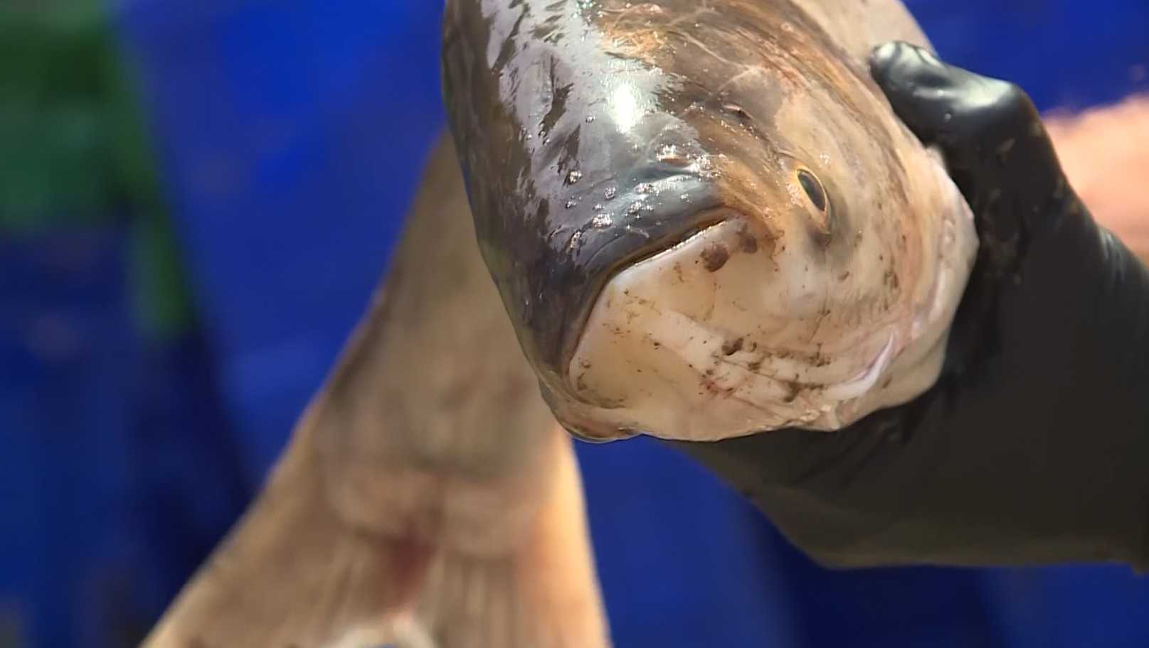 Missouri conservation groups work to get rid of invasive carp in Platte ...