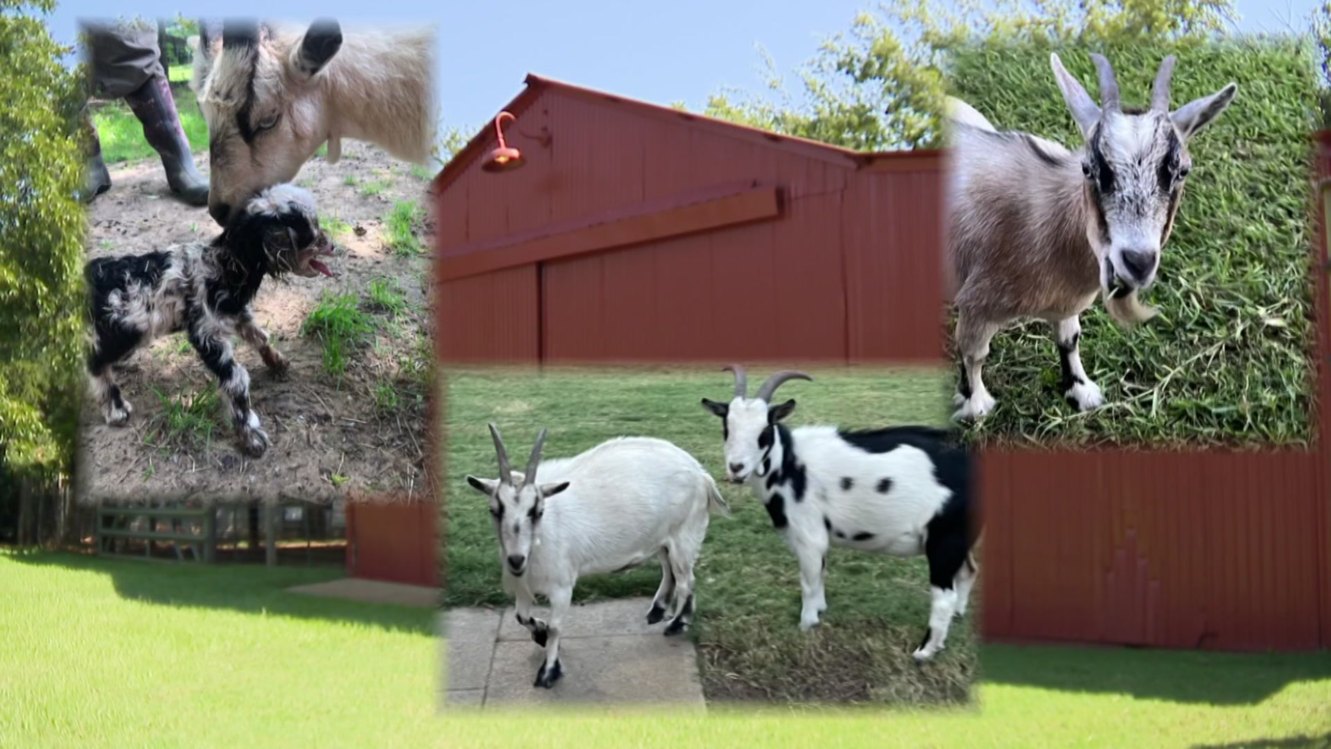 Grand Prairie family's goats were killed by an animal, not gunfire ...