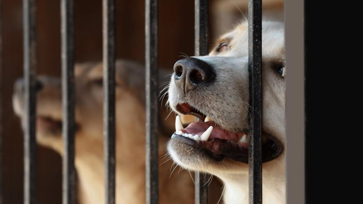 Northeastern Indiana animal shelter asking for help after rescuing 33 ...