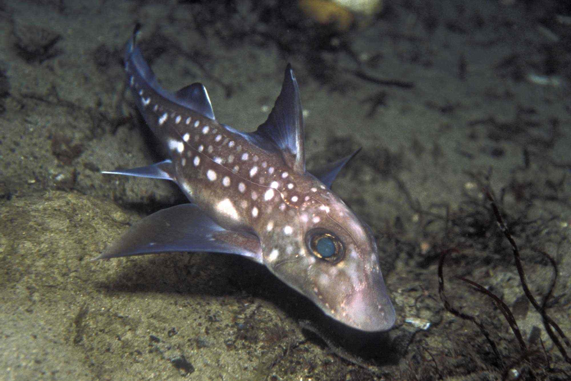 Ghost Sharks Grow Teeth Out of Their Foreheads for Sex, Groundbreaking ...